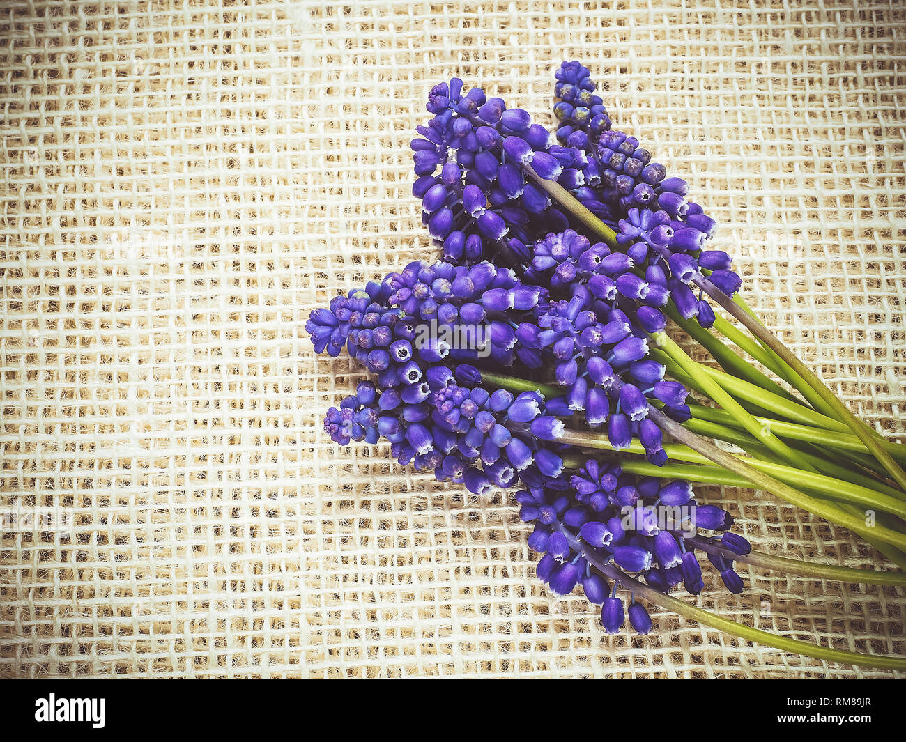 Purple muscari flowers Stock Photo - Alamy