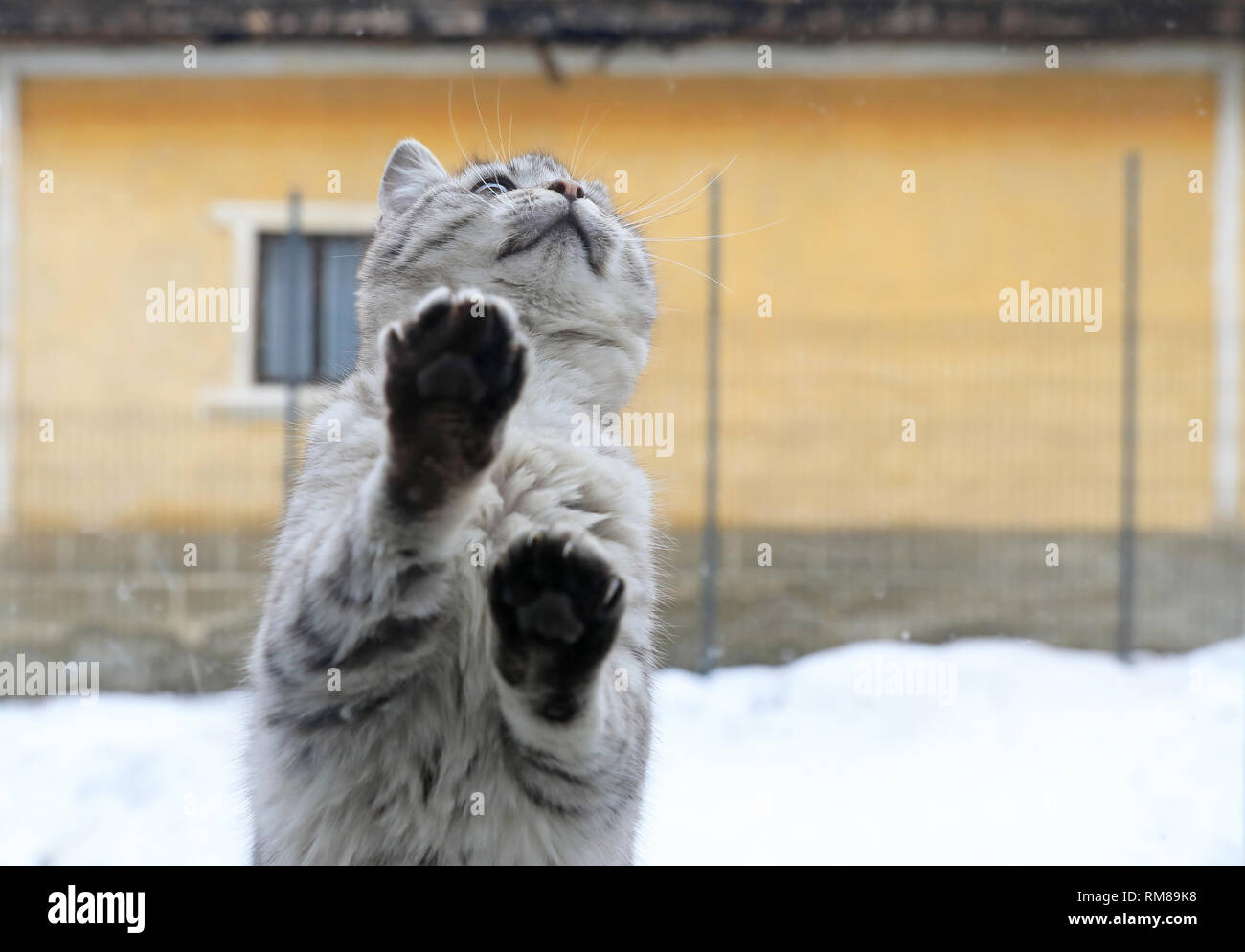 Cute kitten on the window ledge in the winter Stock Photo - Alamy