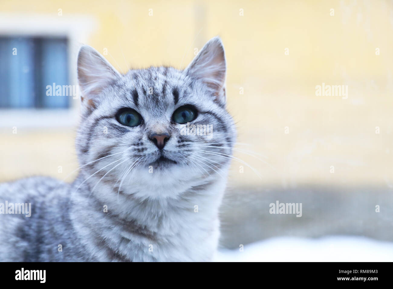 Cute kitten on the window ledge in the winter Stock Photo - Alamy