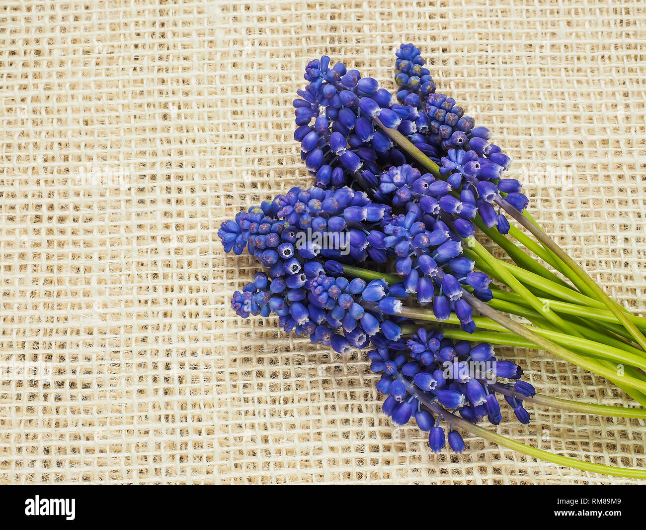 Purple muscari flowers Stock Photo - Alamy