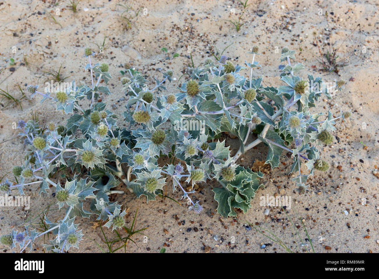 Native dune grass hi-res stock photography and images - Alamy