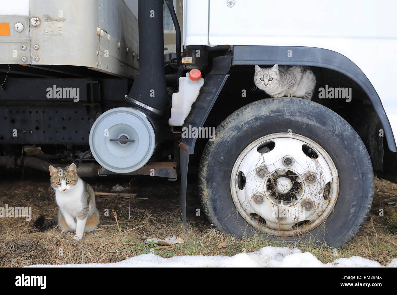 Cute cats playing around a truck in the winter Stock Photo - Alamy