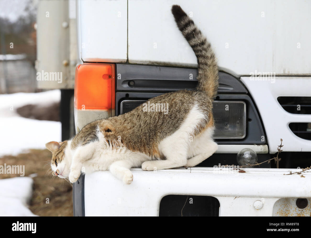 Cute cats playing around a truck in the winter Stock Photo - Alamy