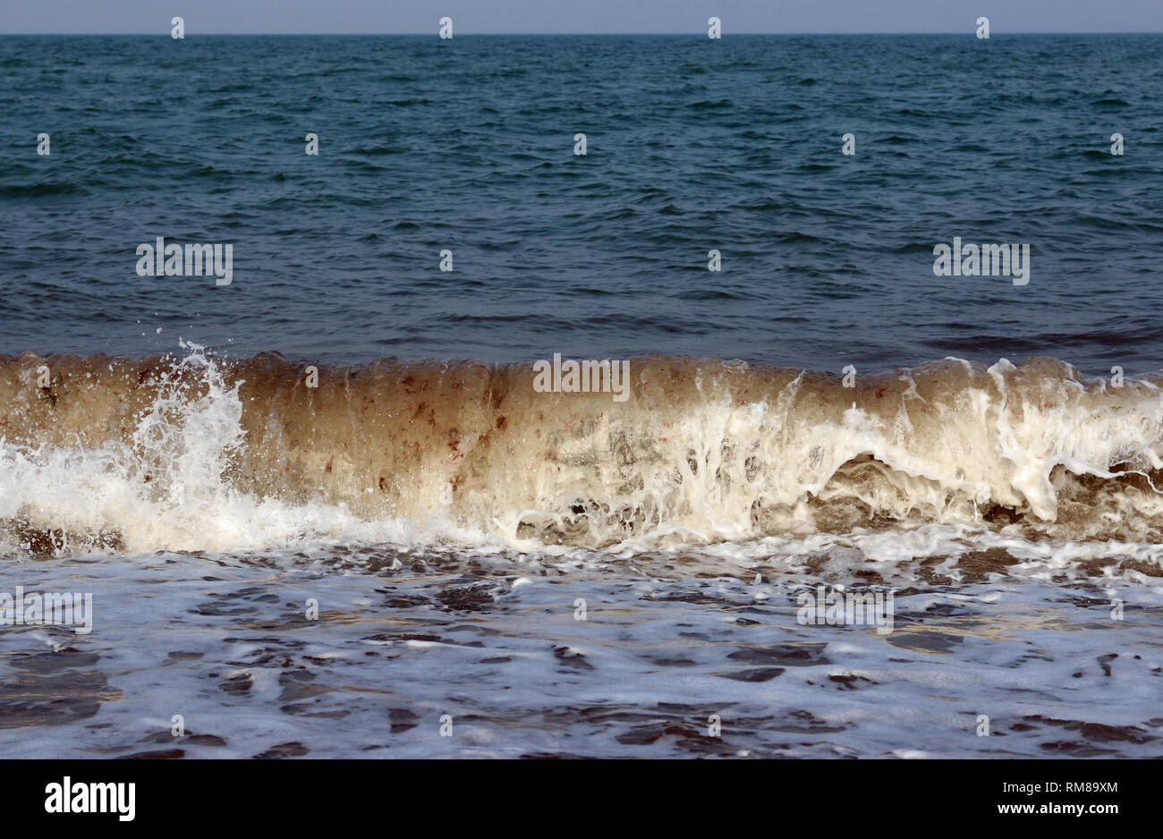 Wave breaking on a beach with broken pieces of seaweed in the wave and ...