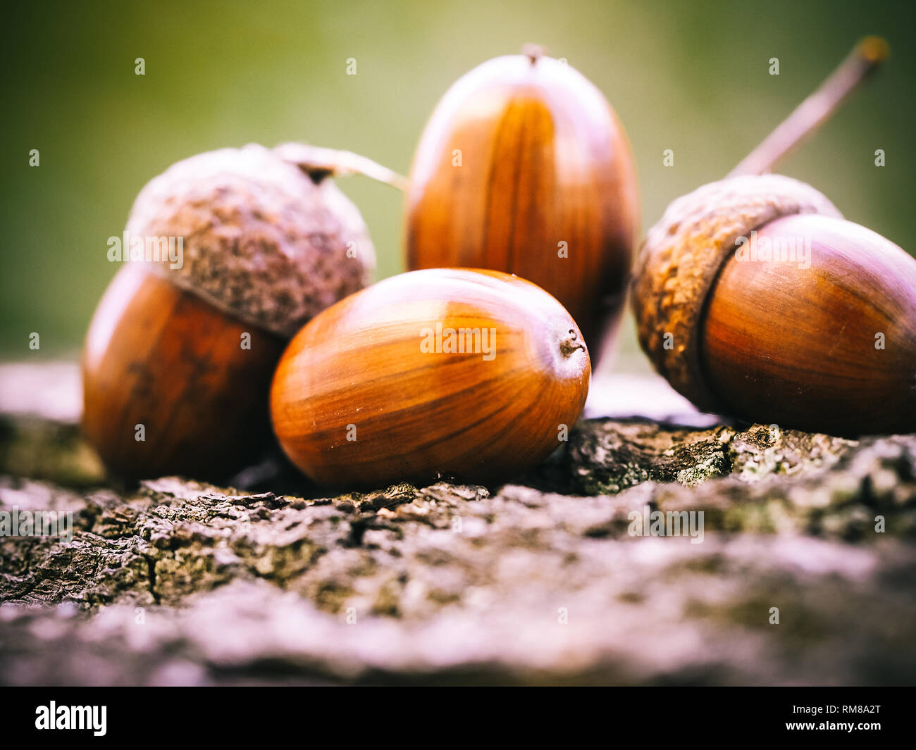 Acorn cap texture hi-res stock photography and images - Alamy