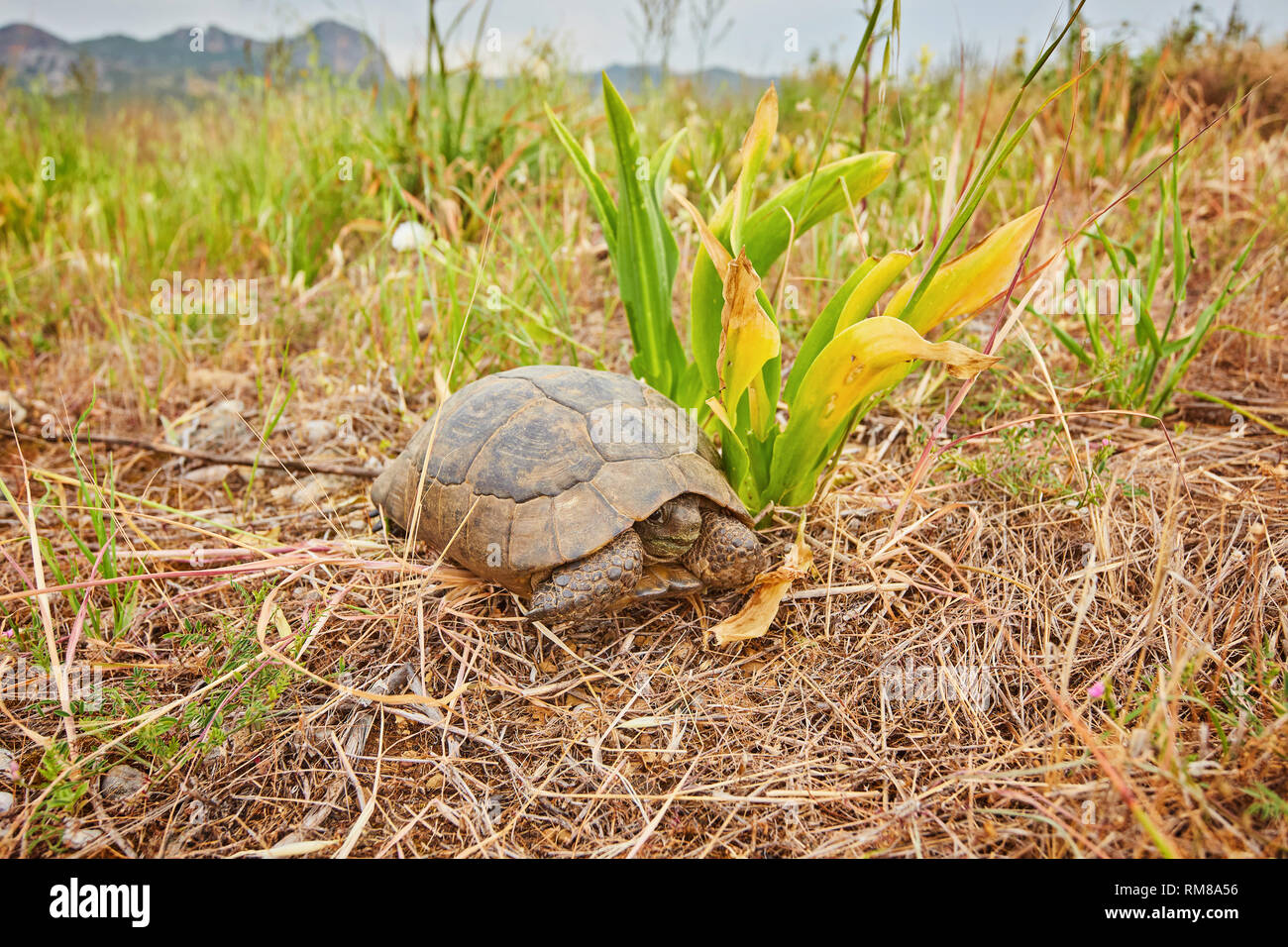 Turtle grass garden hi-res stock photography and images - Alamy