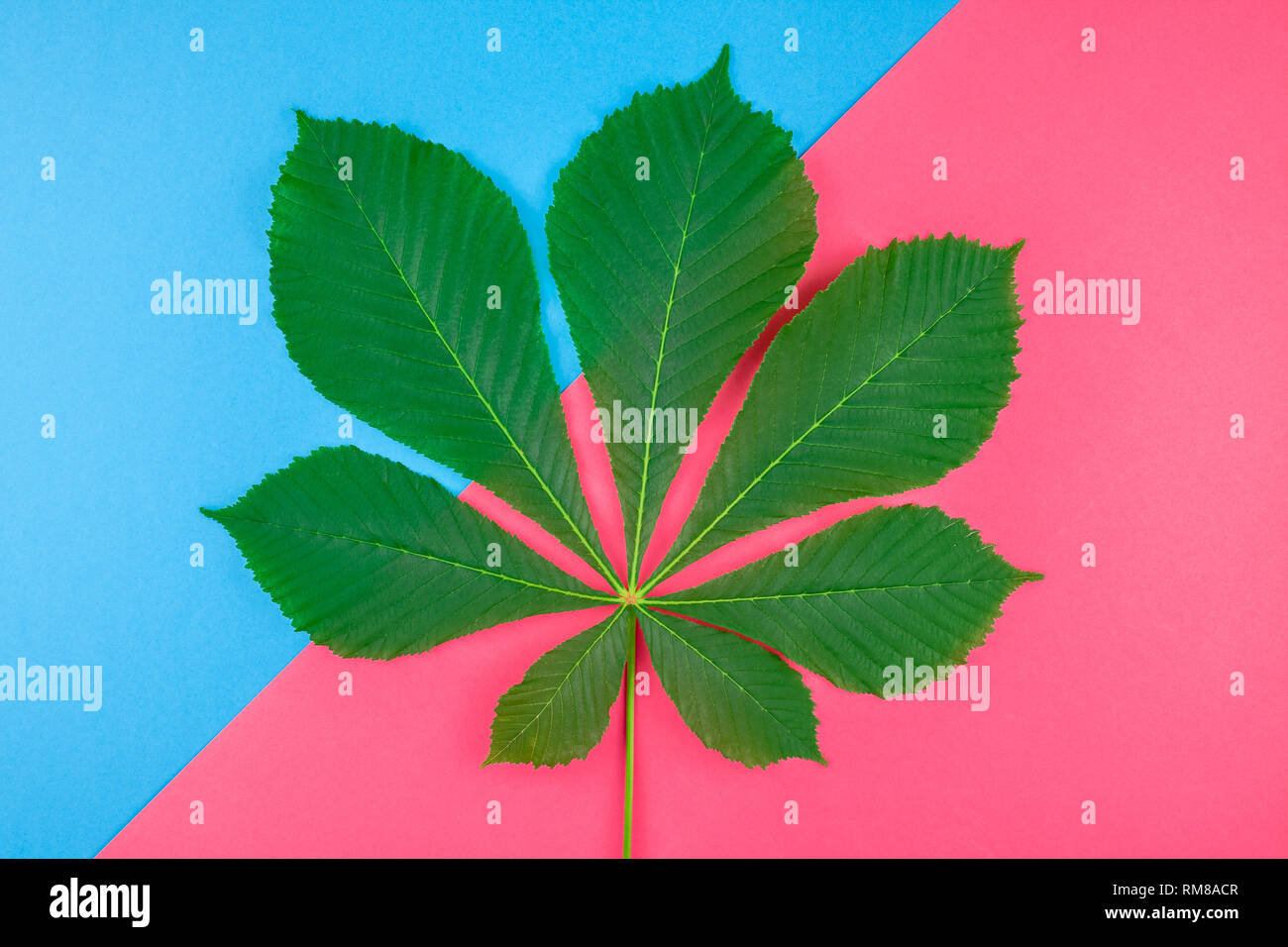 Creative flat lay top view pattern with fresh green chestnut leaves on ...