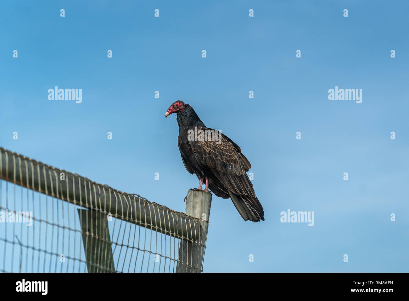 Turkey Vulture Buzzard Condor ready to take flight. Sitting on a fence ...