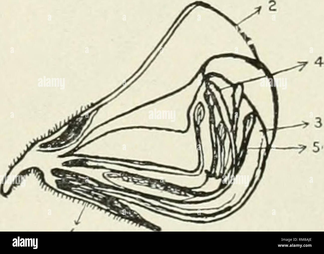 Germinal disc hi-res stock photography and images - Alamy
