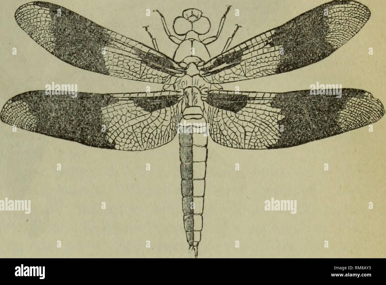 Strepsiptera insect hi-res stock photography and images - Alamy