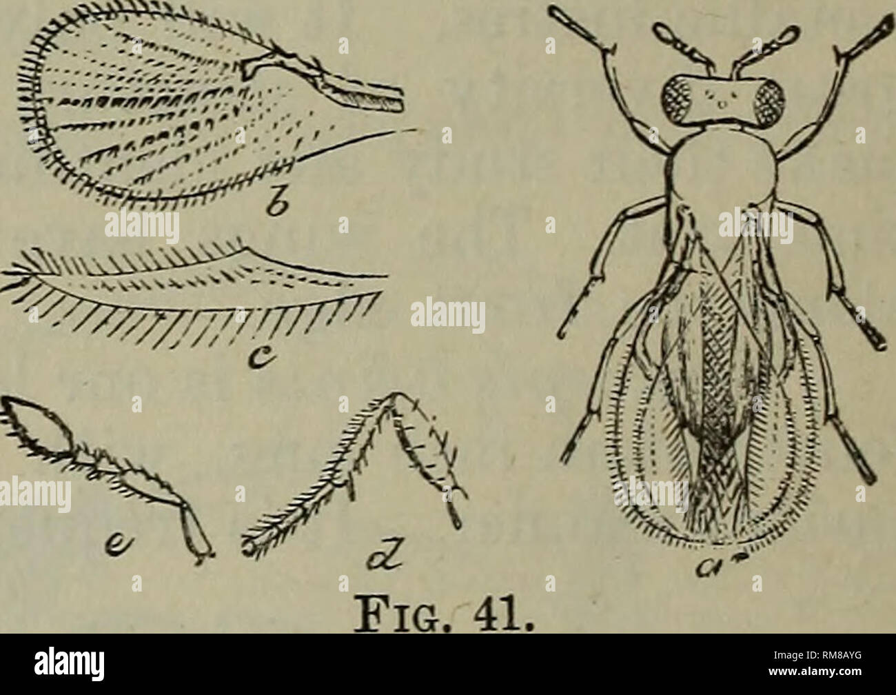. Annual report - Entomological Society of Ontario. Entomological ...