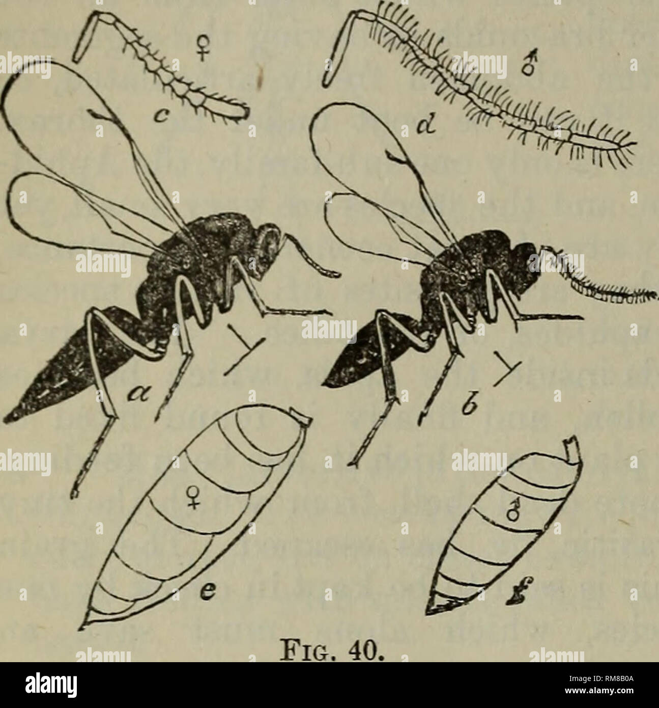 . Annual report - Entomological Society of Ontario. Entomological ...