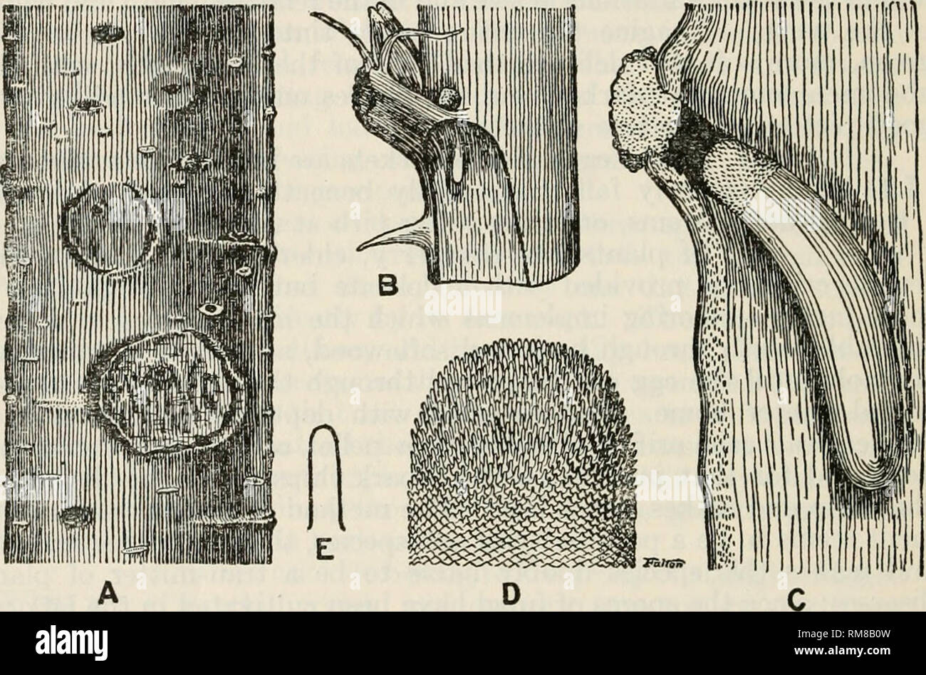 Elder pith hi-res stock photography and images - Alamy