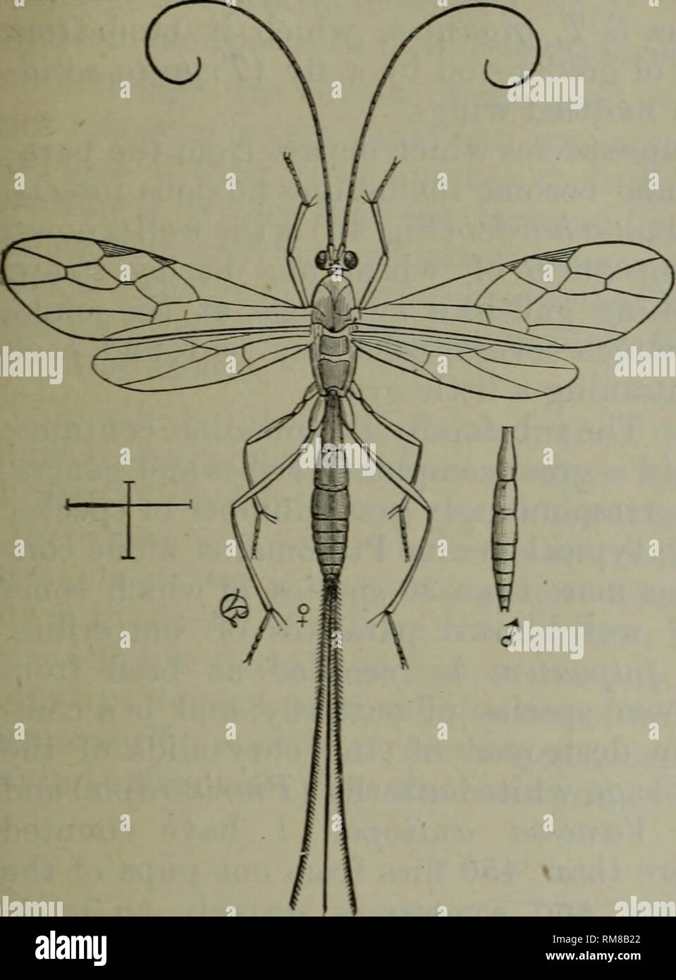 . Annual report - Entomological Society of Ontario. Entomological ...