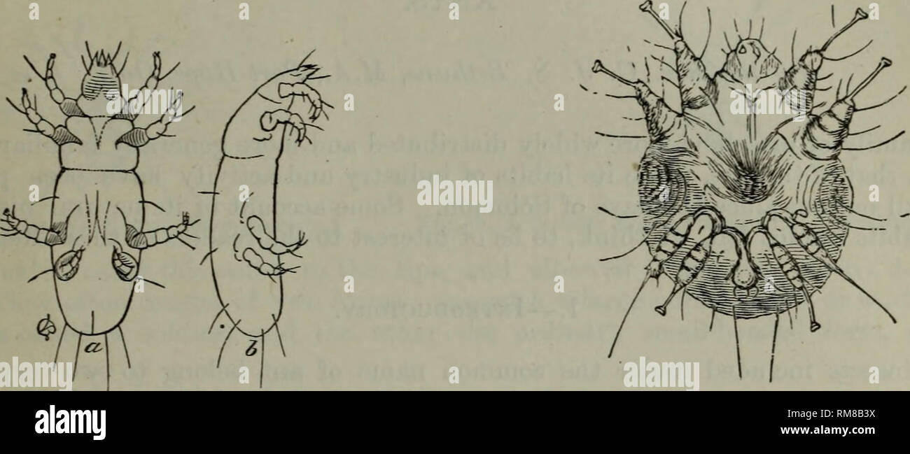 Family sarcoptidae hi-res stock photography and images - Alamy