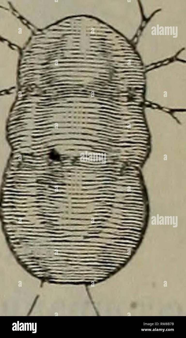 Entomological war hi-res stock photography and images - Alamy