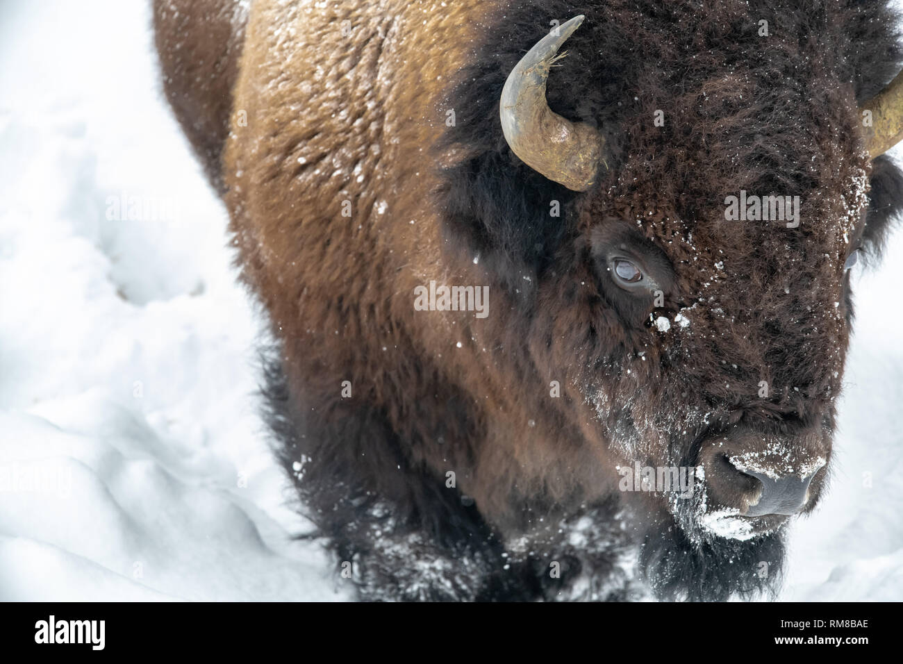 American bison (Bison bison) in Yellowstone's winter snow Stock Photo ...