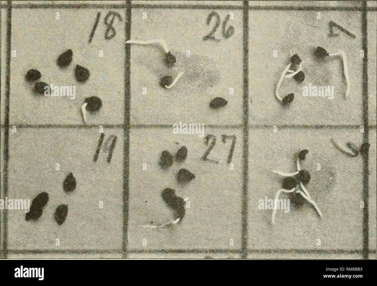 Leaflet tapering hi-res stock photography and images - Alamy