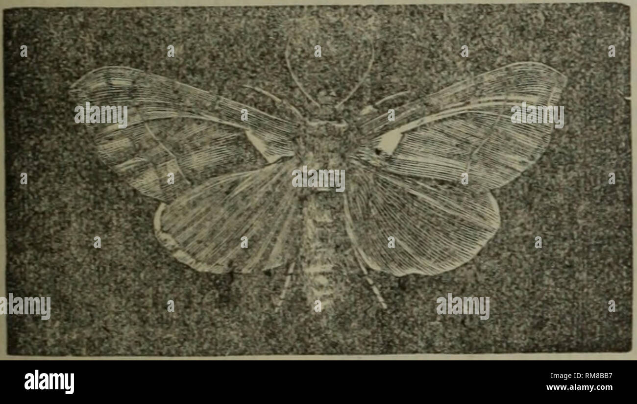 . Annual report - Entomological Society of Ontario. Entomological ...