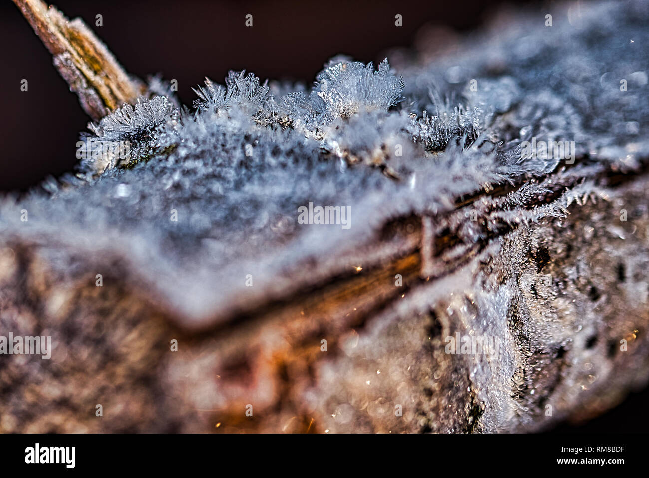 The Frozen Nature Frozen Plants Icy Morning Stock Photo - Alamy