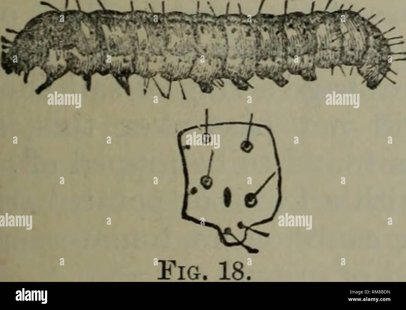 Transverse moth hi-res stock photography and images - Alamy