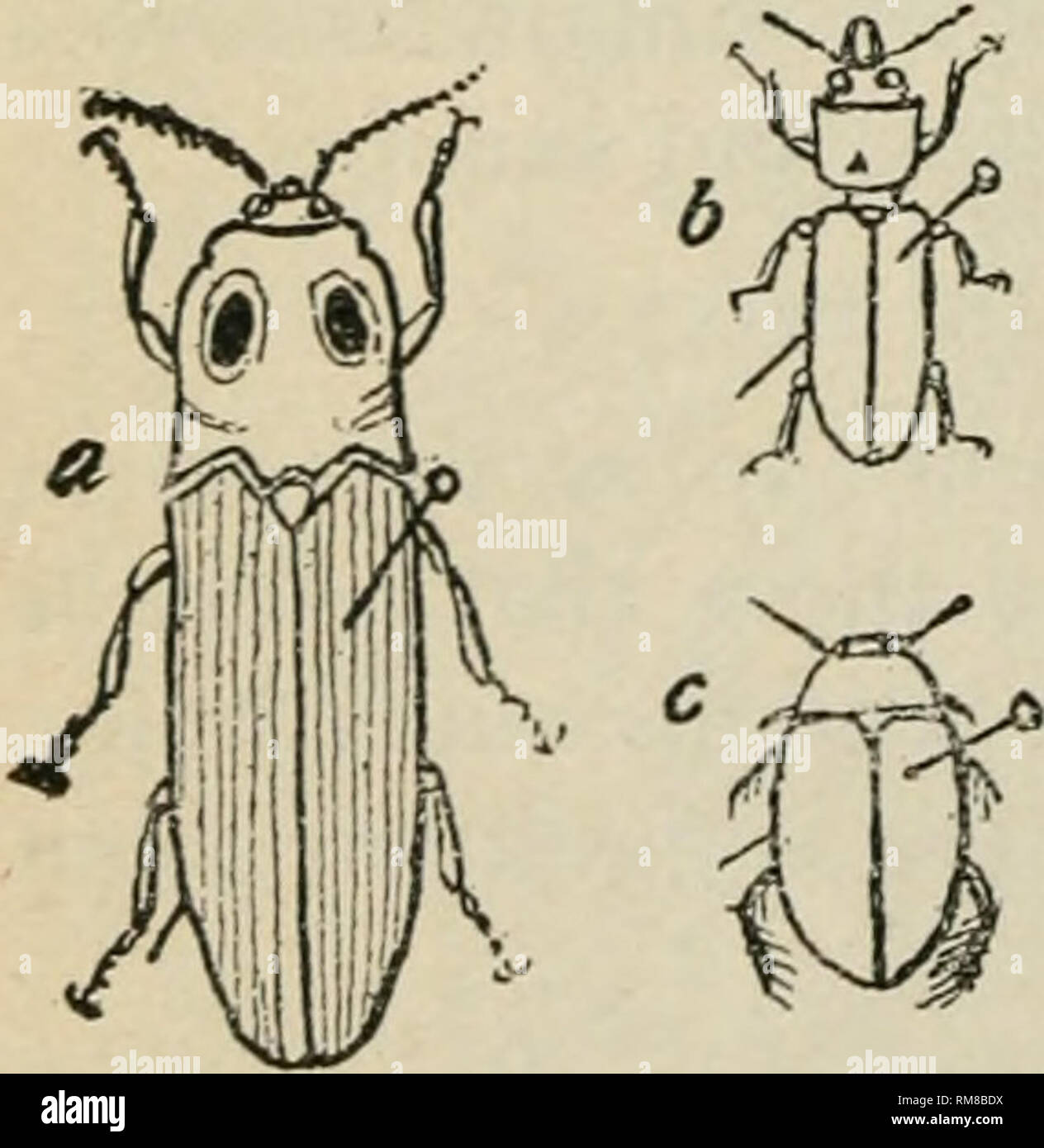 Thin as cicada wings hi-res stock photography and images - Alamy