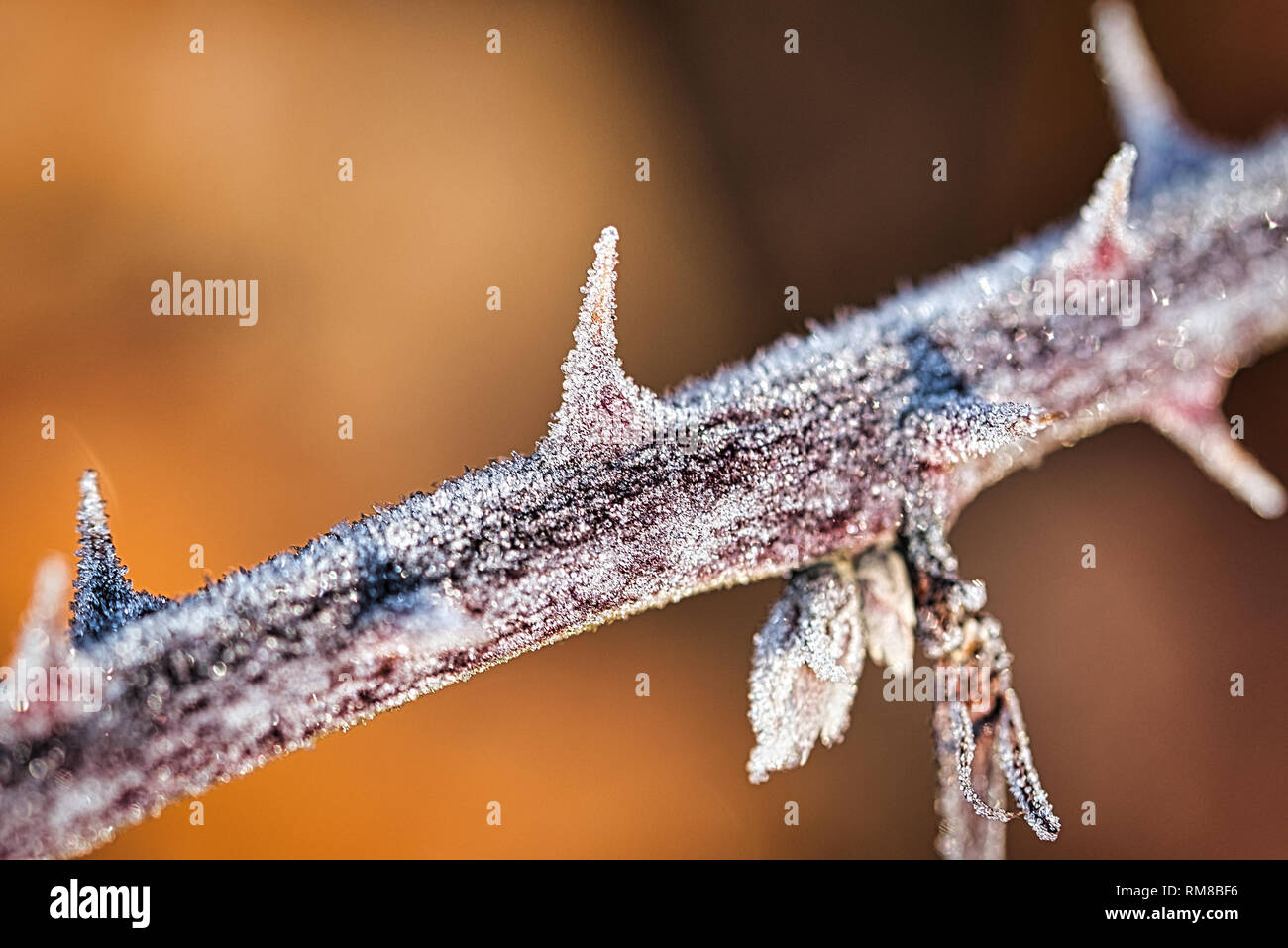 The Frozen Nature Frozen Plants Icy Morning Stock Photo - Alamy