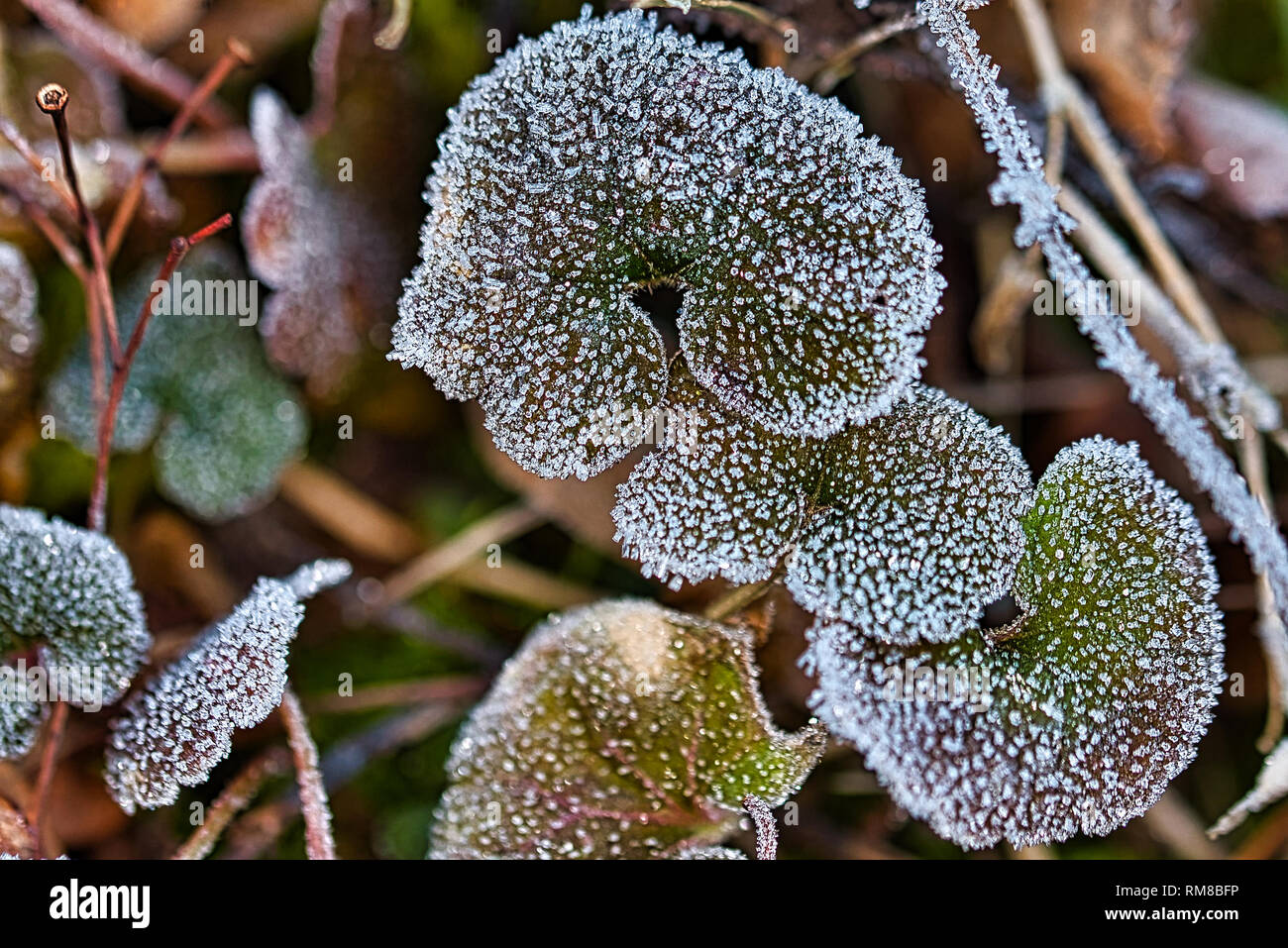 The Frozen Nature Frozen Plants Icy Morning Stock Photo - Alamy