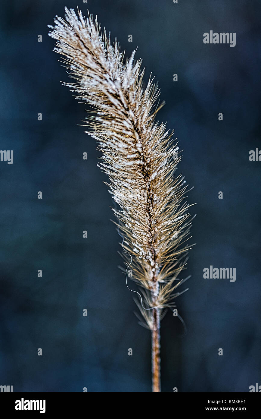 The Frozen Nature Frozen Plants Icy Morning Stock Photo - Alamy