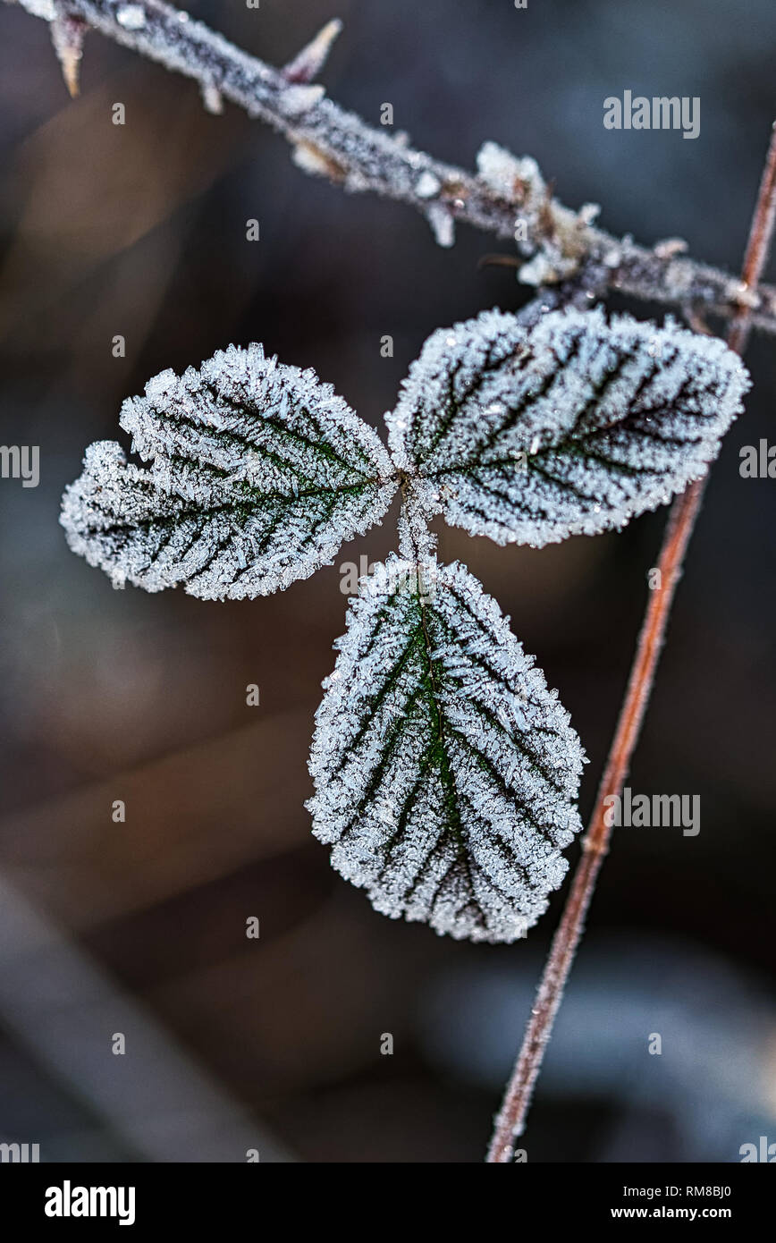 The Frozen Nature Frozen Plants Icy Morning Stock Photo - Alamy