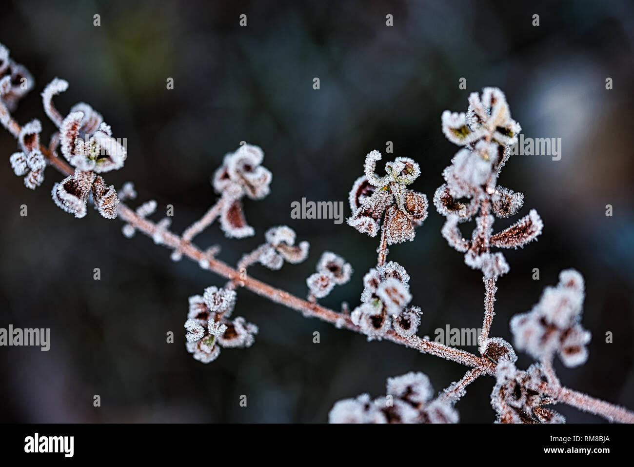 The Frozen Nature Frozen Plants Icy Morning Stock Photo - Alamy