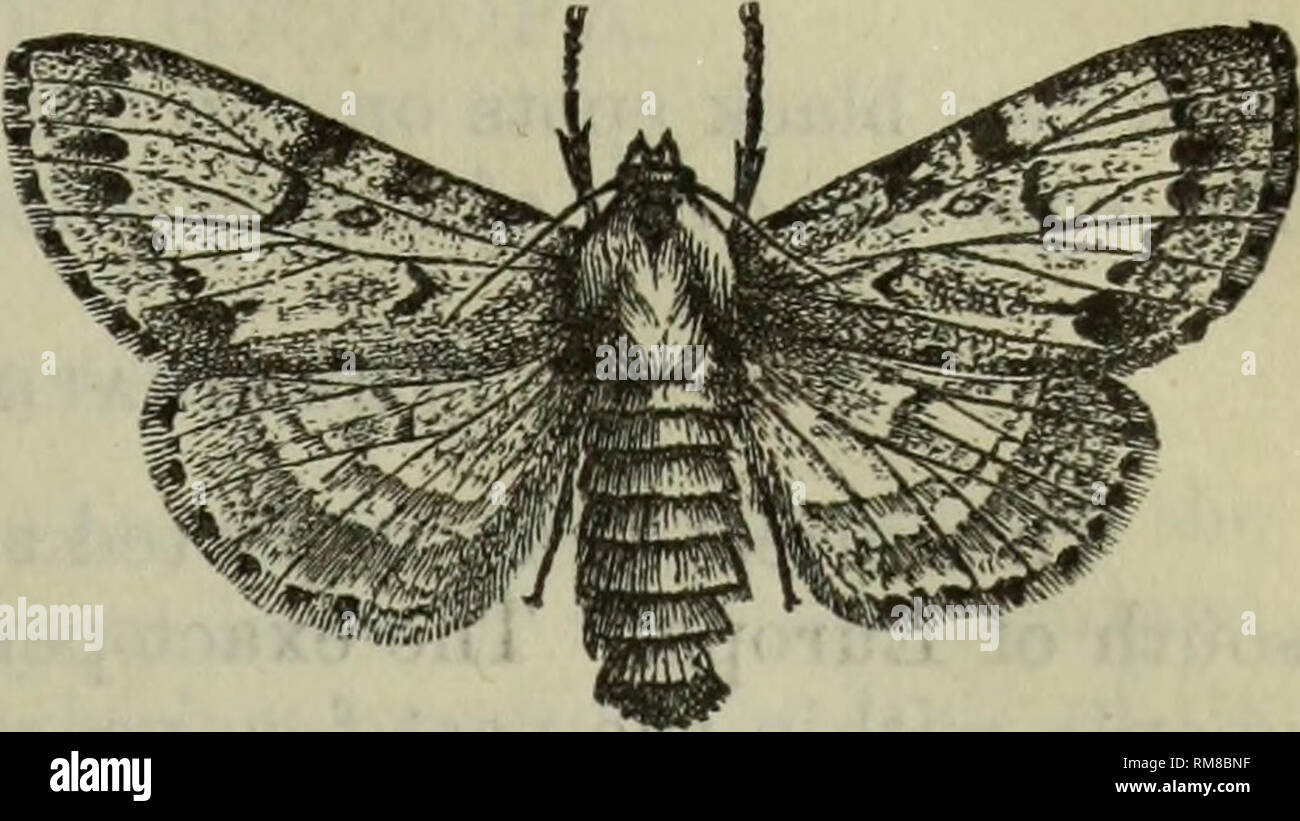 . Annual report - Entomological Society of Ontario. Entomological ...