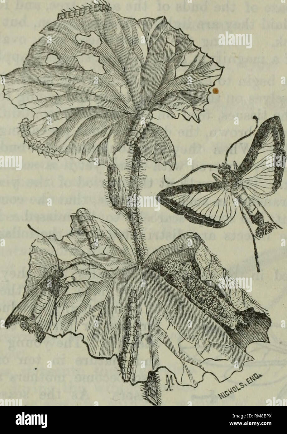 Slender leaf emerges hi-res stock photography and images - Alamy