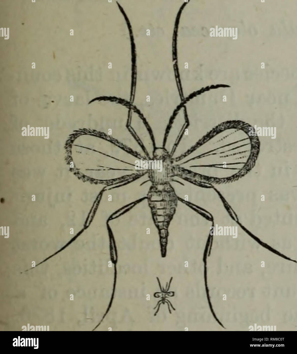 Wheat midge hi-res stock photography and images - Alamy