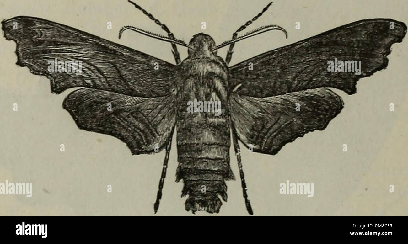 Chrysalis moth sphinx hi-res stock photography and images - Alamy