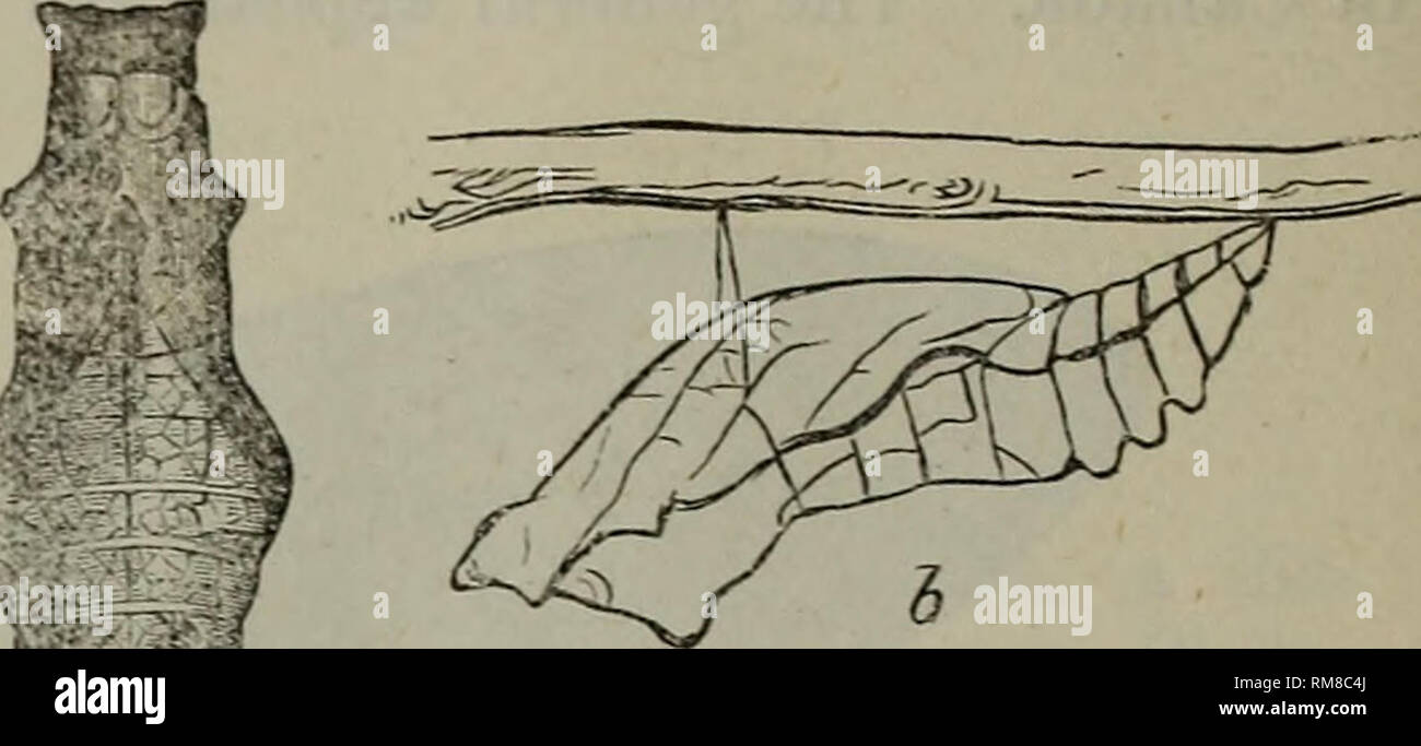 Snake head butterfly hi-res stock photography and images - Alamy