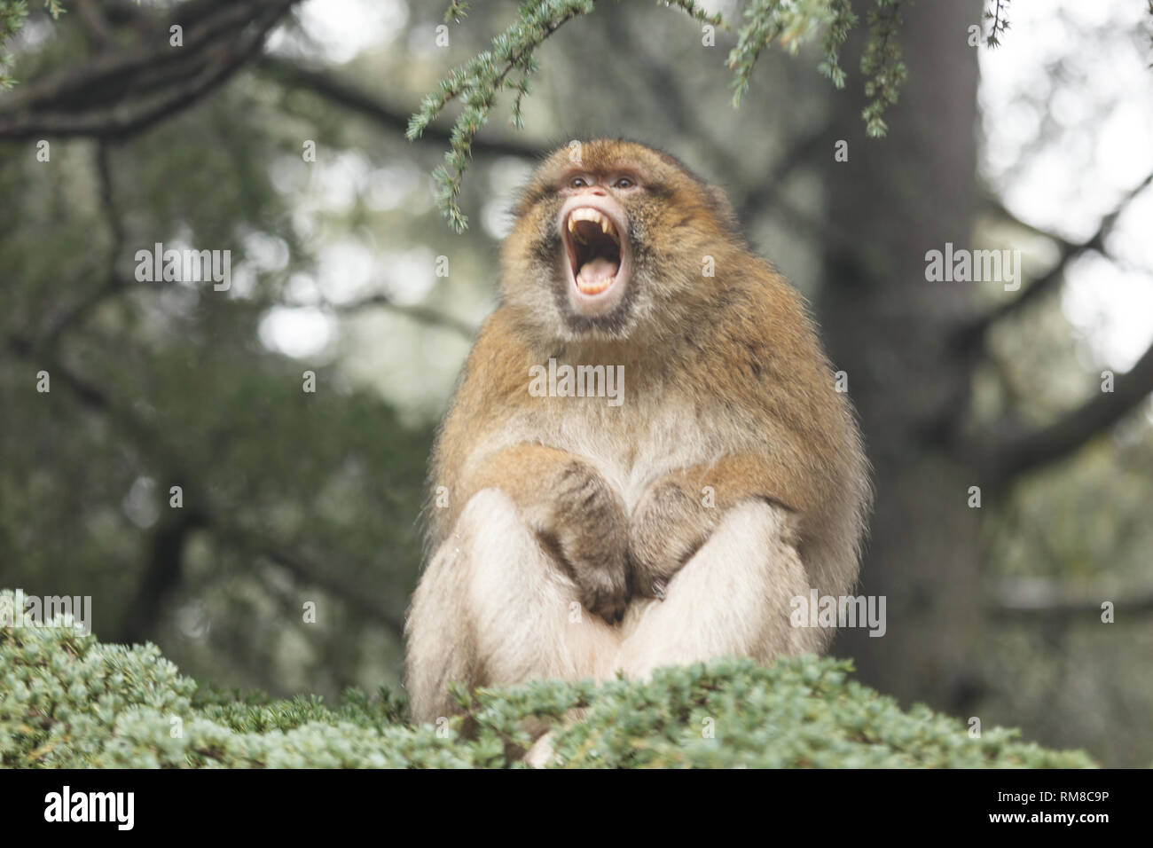 Monkey teeth hi-res stock photography and images - Alamy