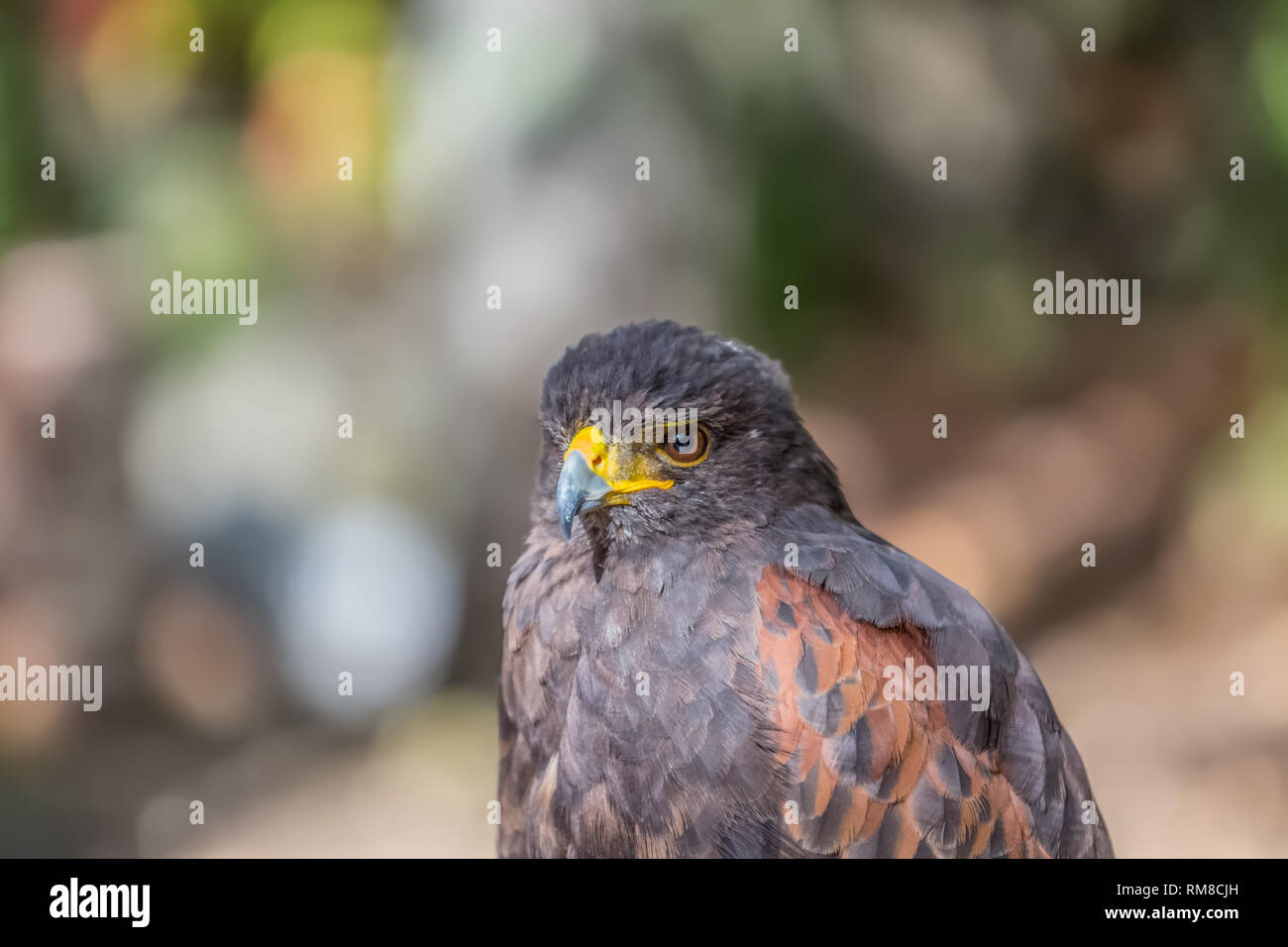 Detailed view of a gray hawk, gray and orange feathers, expressive look ...