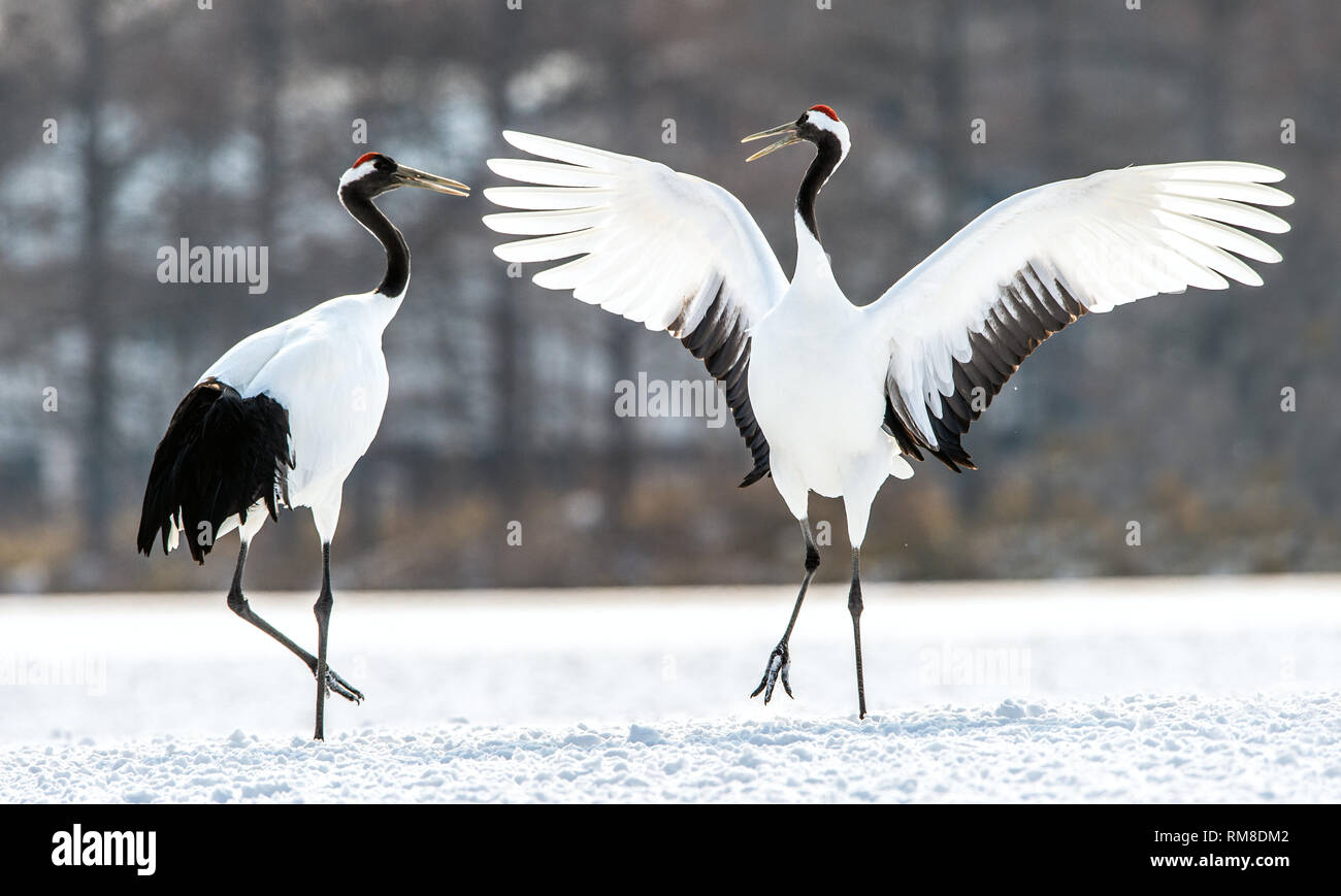 Dancing Cranes. The ritual marriage dance of cranes. The red-crowned ...