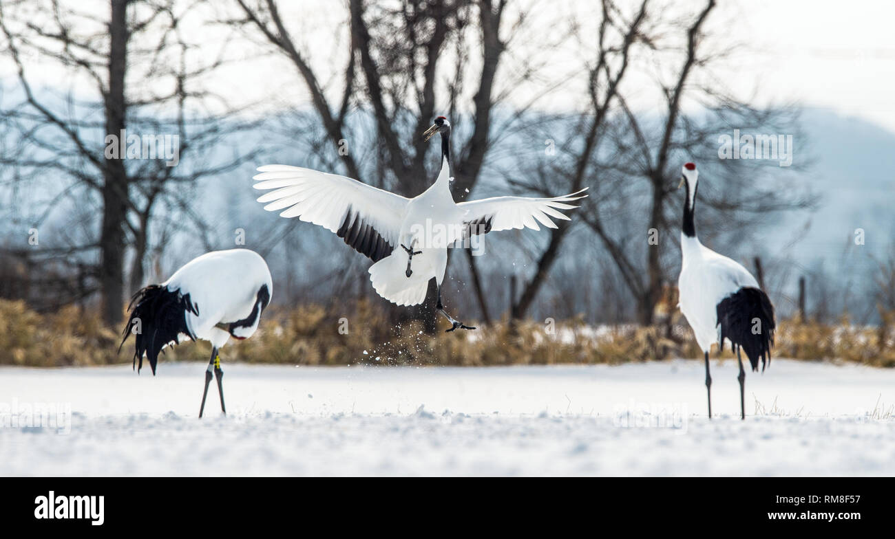 Dancing Cranes. The ritual marriage dance of cranes. The red-crowned ...