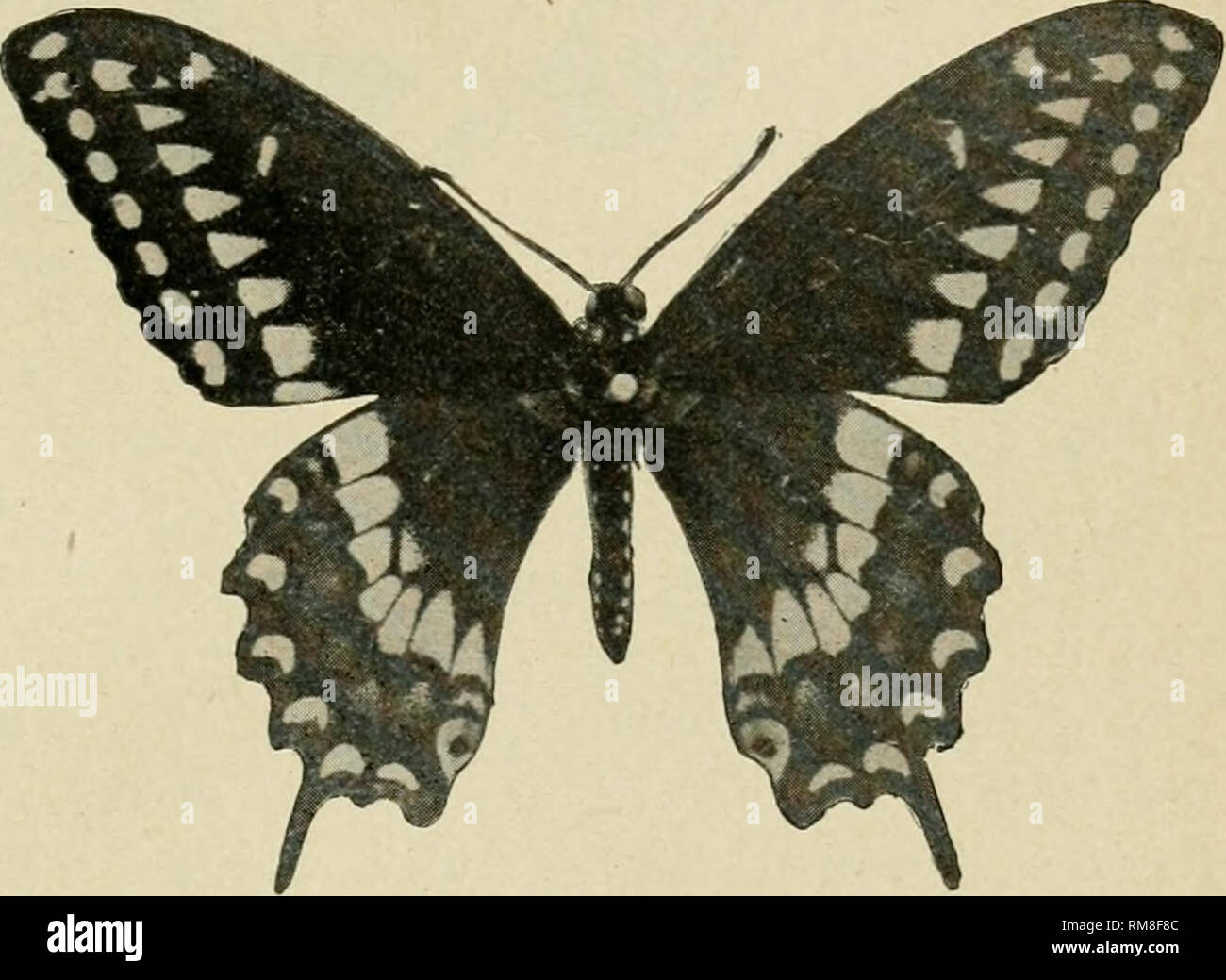 Anna botsford comstock hi-res stock photography and images - Alamy