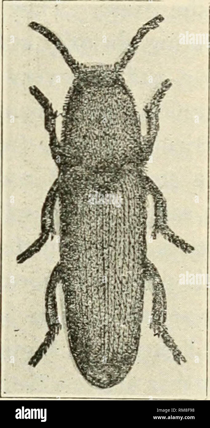 Snapping beetles hi-res stock photography and images - Alamy