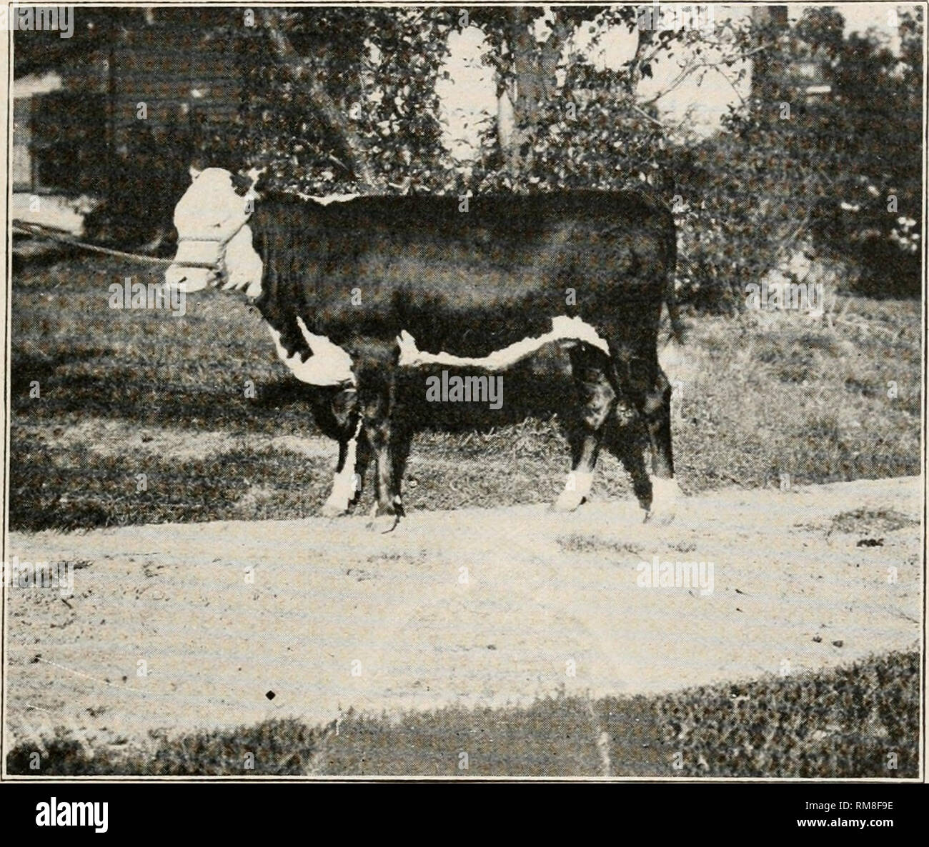 Durham horned cattle hi-res stock photography and images - Alamy