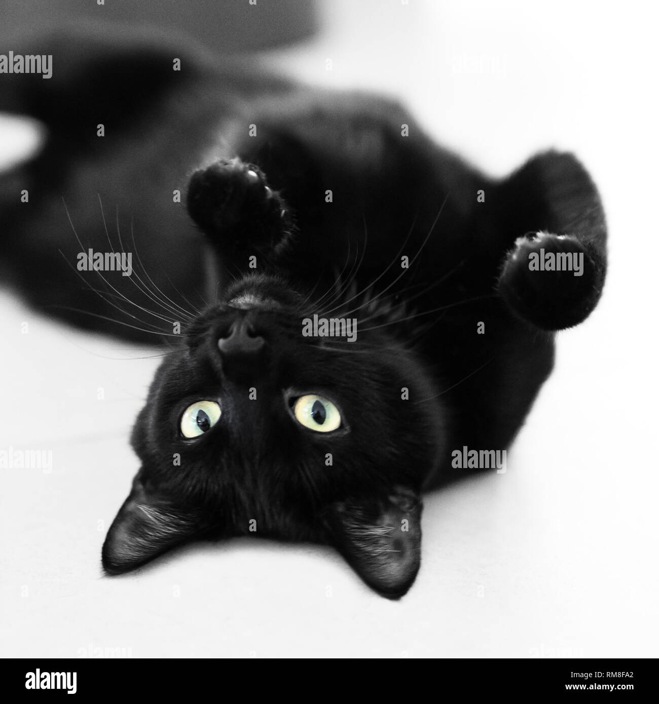 Black on back of ears hi-res stock photography and images - Alamy
