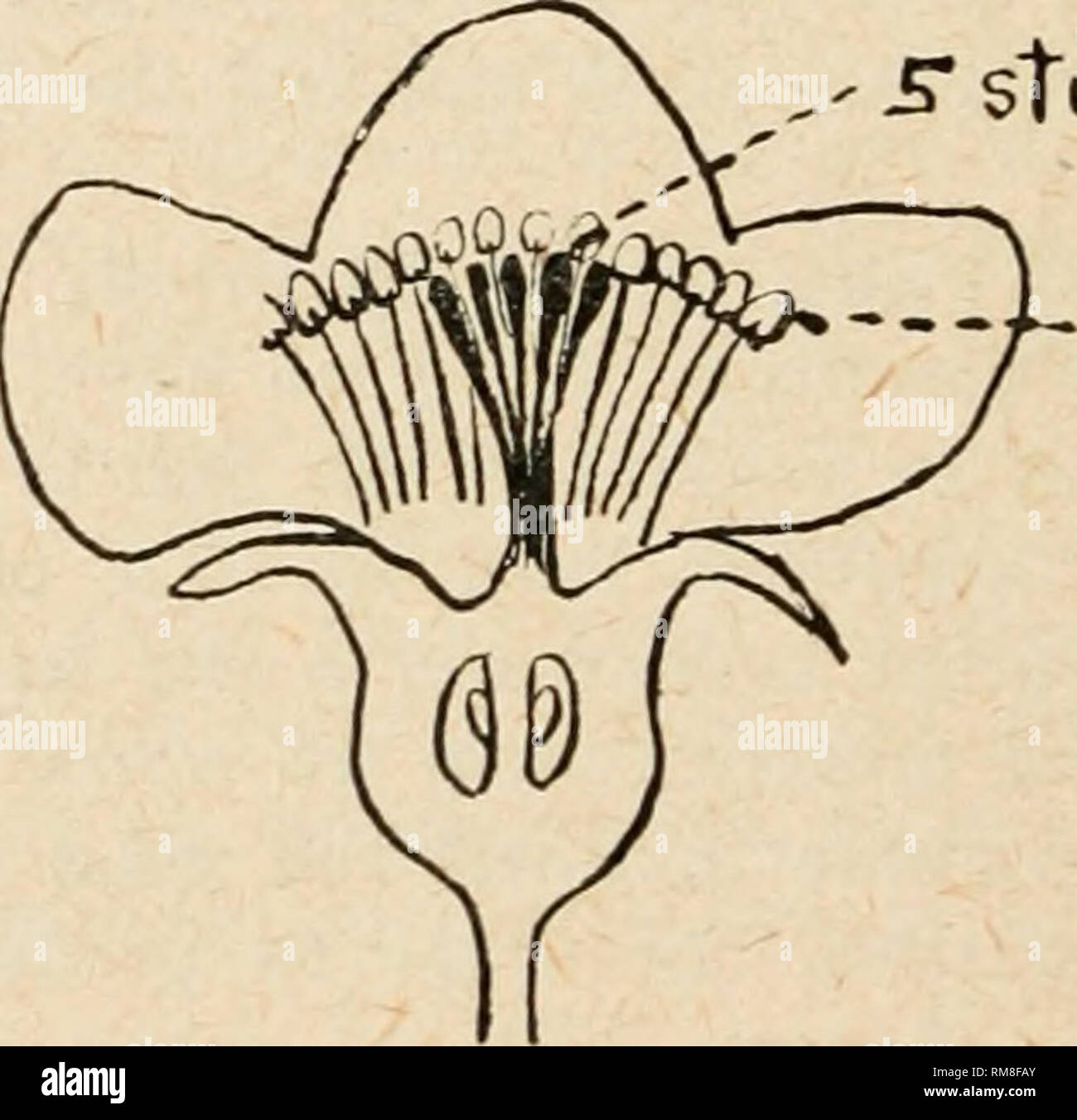 Sticky pollen pollen grains hi-res stock photography and images - Alamy