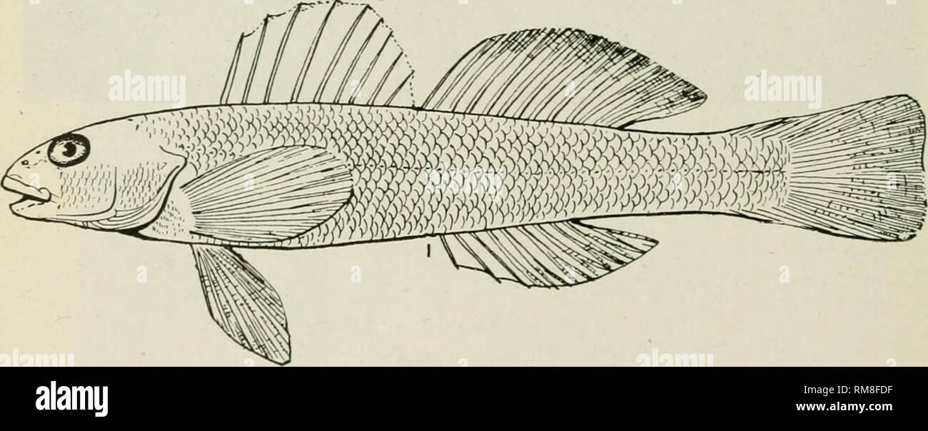 Black nose dace hi-res stock photography and images - Alamy