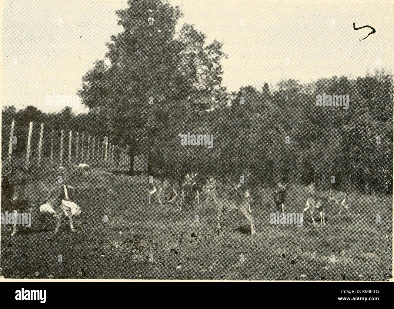 Planned grazing hi-res stock photography and images - Alamy