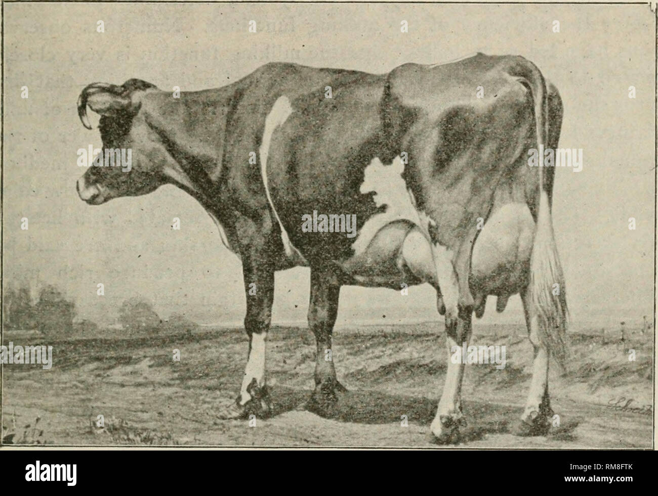 Pauline the cow hi-res stock photography and images - Alamy