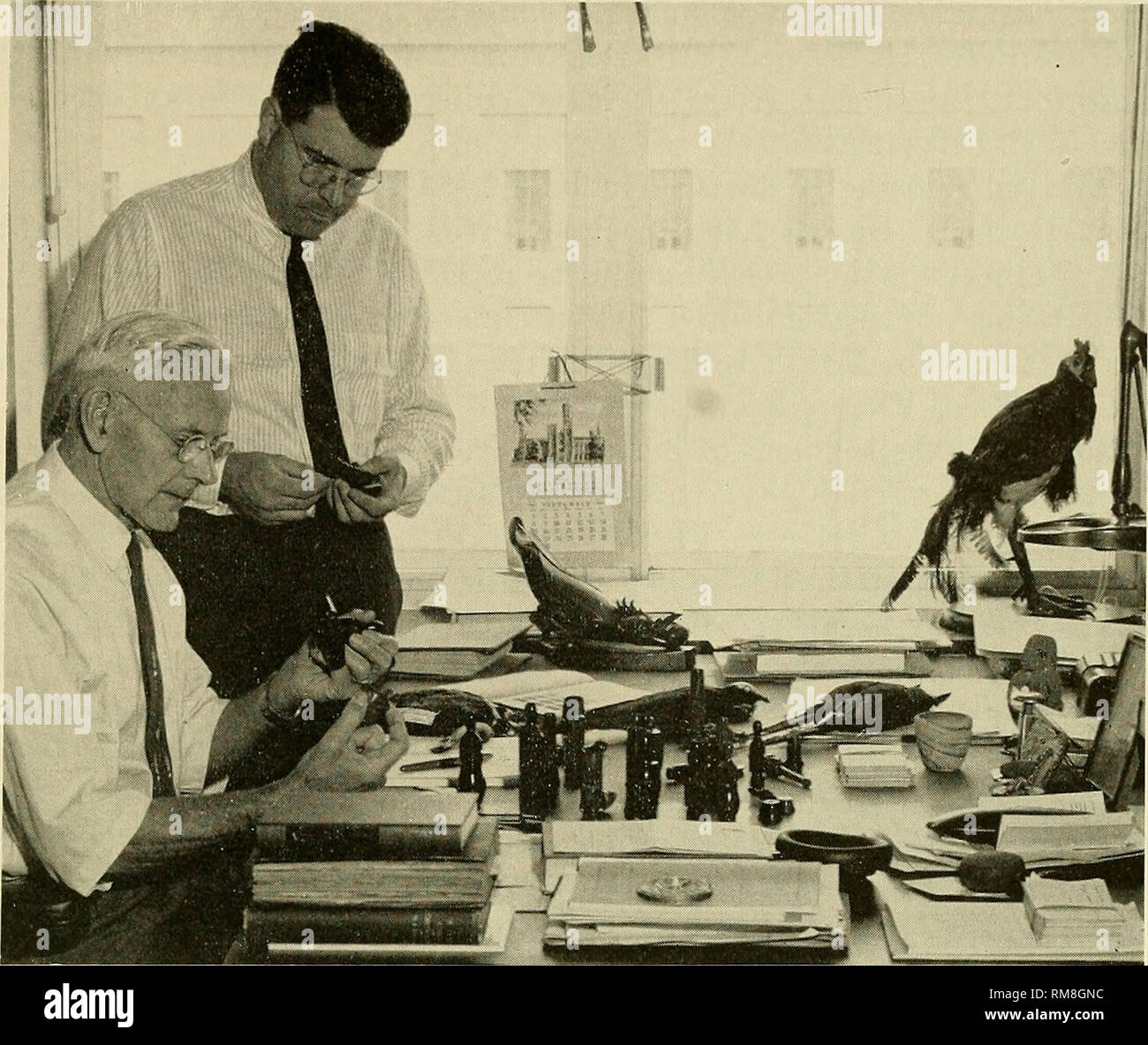 National museum of brazil insects hi-res stock photography and images ...