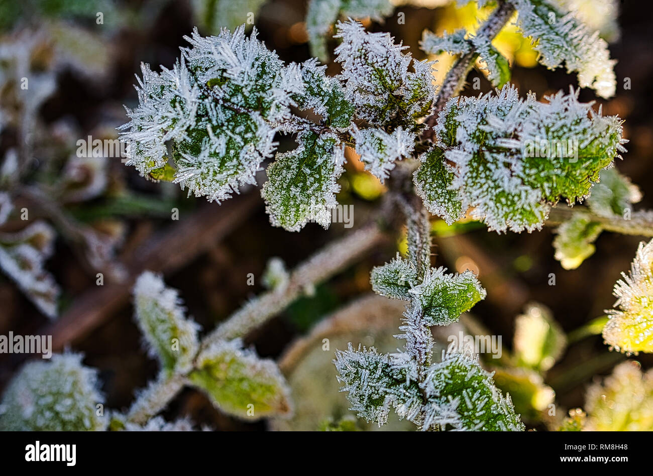 The Frozen Nature Frozen Plants Icy Morning Stock Photo - Alamy